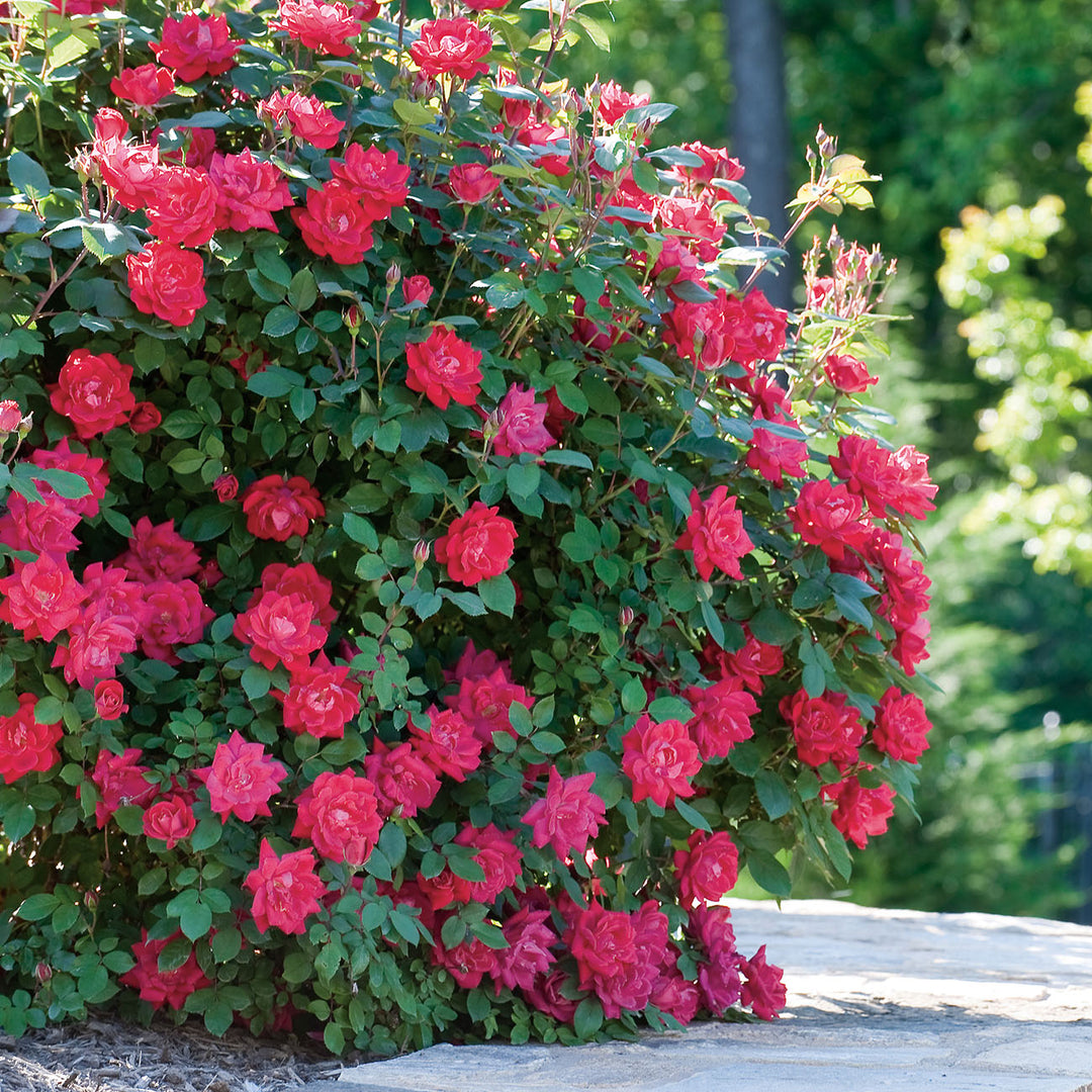 Double Red Rose