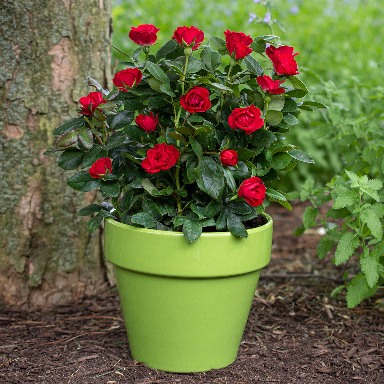 Buy Petite Knock Out® Rose Bush for Sale | Perfect Plants