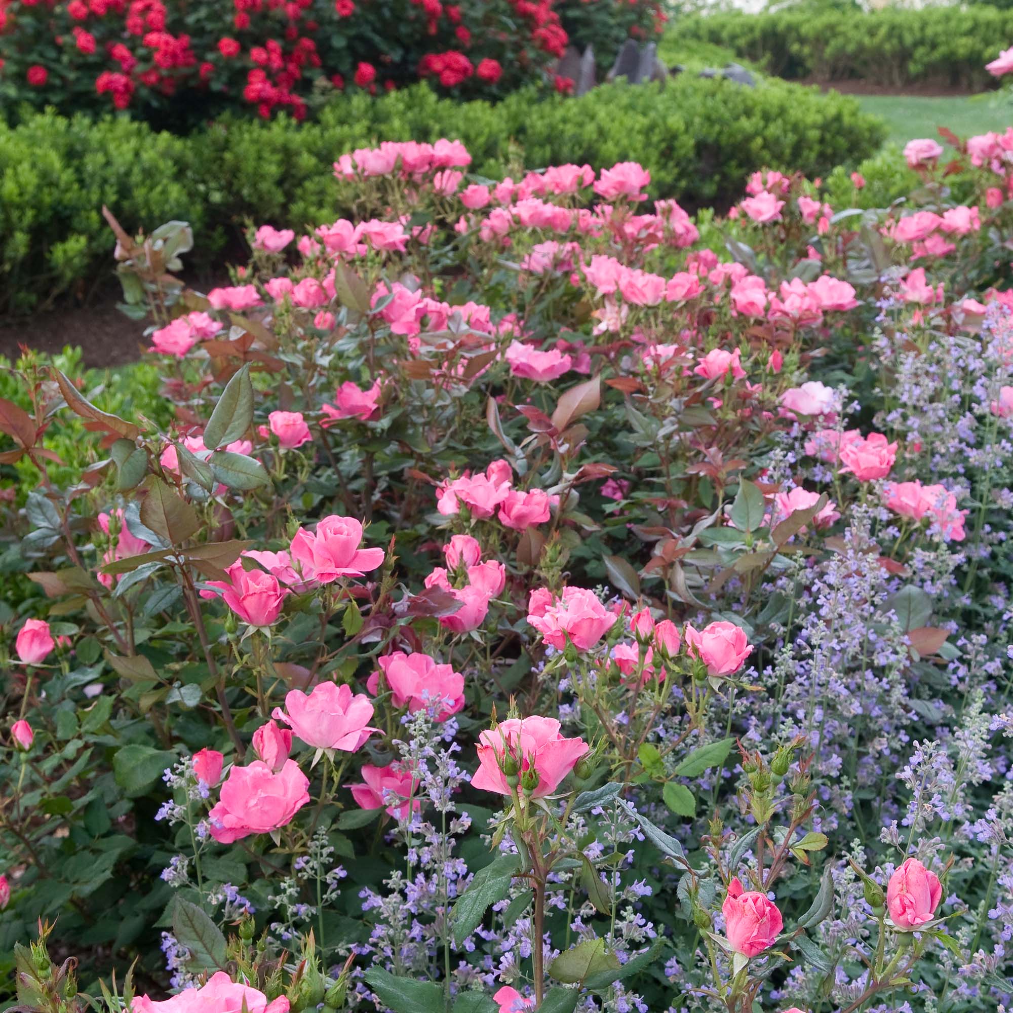 Shop Pink Knock Out® Rose for Sale | Perfect Plants