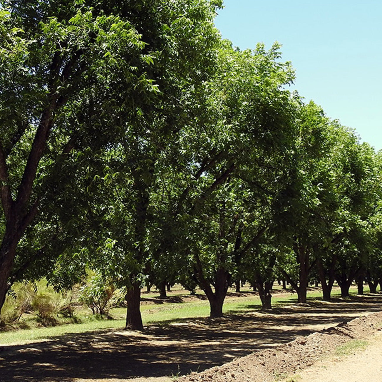Kanza Pecan Tree for Sale | Buy Nut Tree Online | Perfect Plants