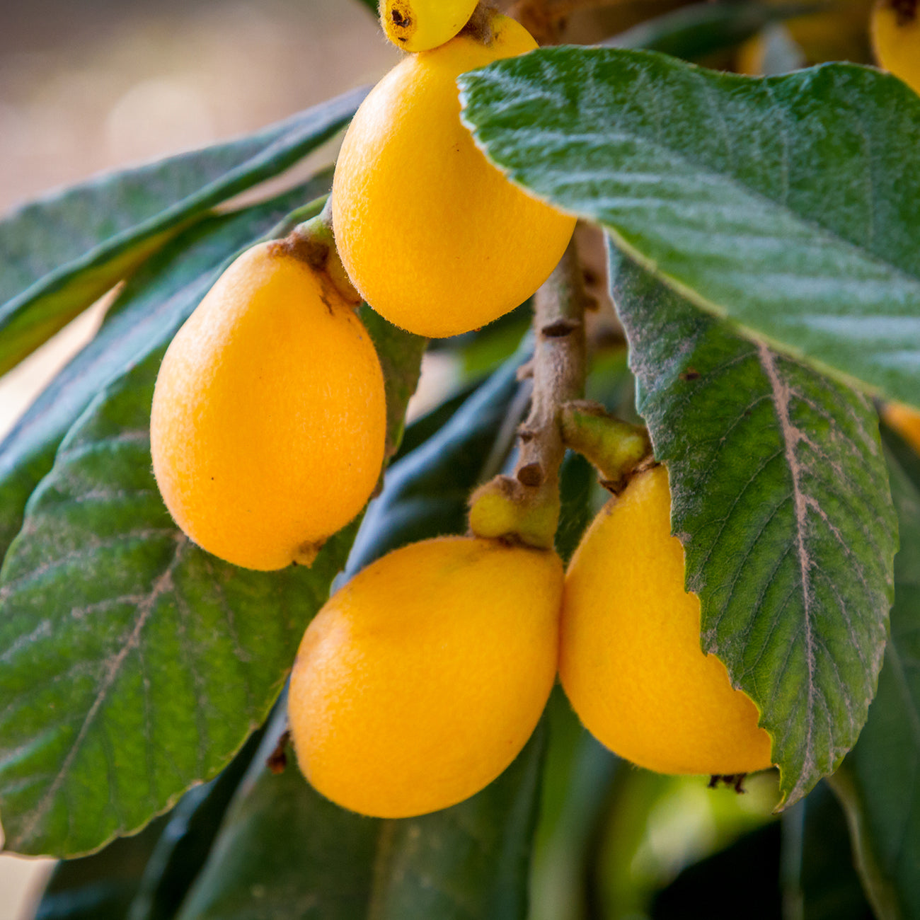 Japanese Loquat Tree for Sale | Buy Loquat Trees | Perfect Plants
