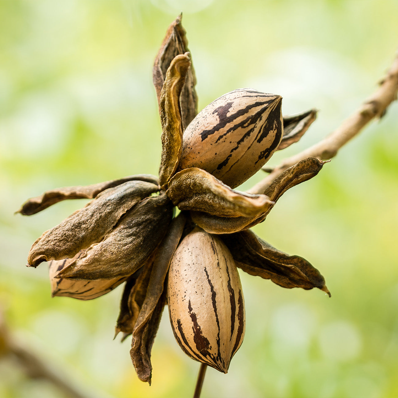 Mandan Pecan Tree for Sale | Buy Pecan Trees Online | Perfect Plants