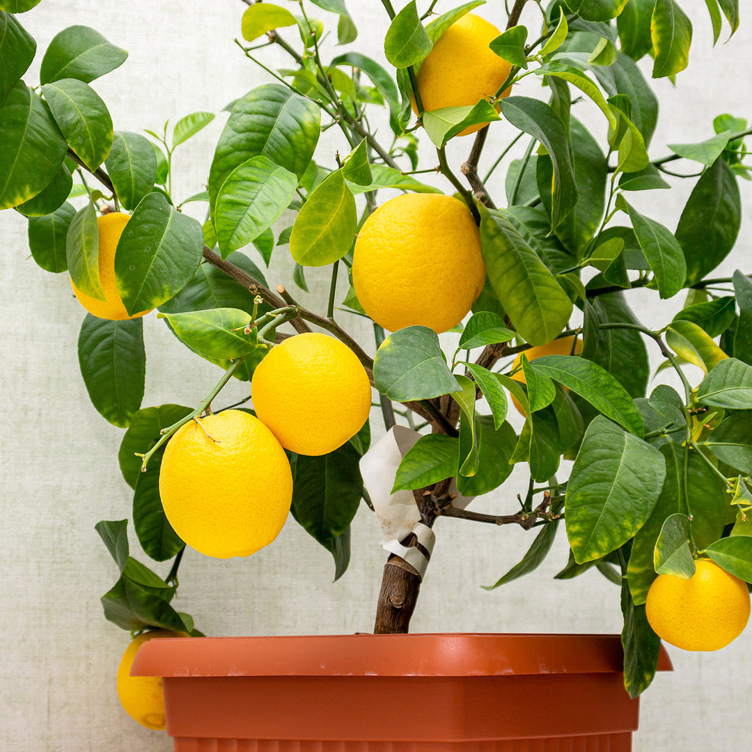 Meyer Lemon Tree
