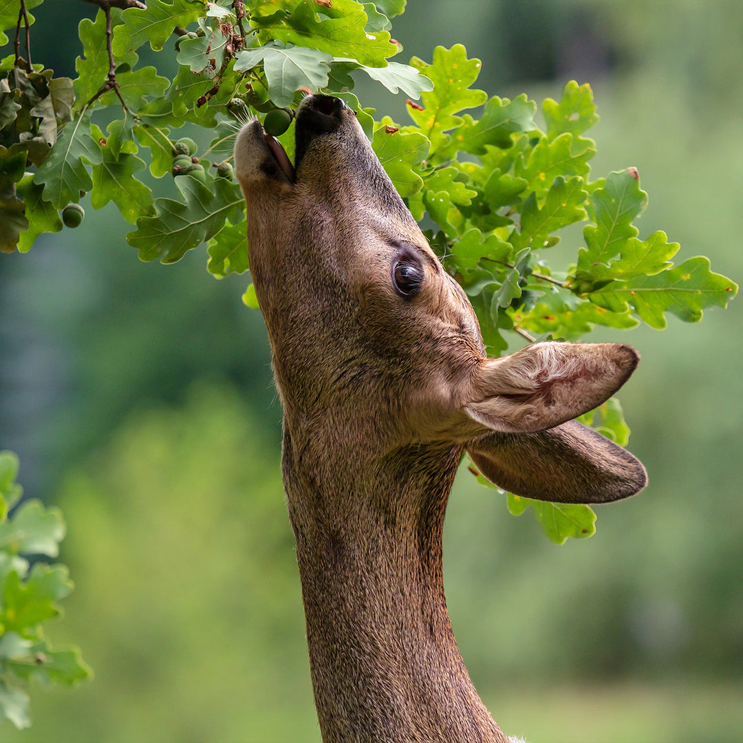 Whitetail Deer Eating Seedling Planted Tree Deer Eating Arborvitae