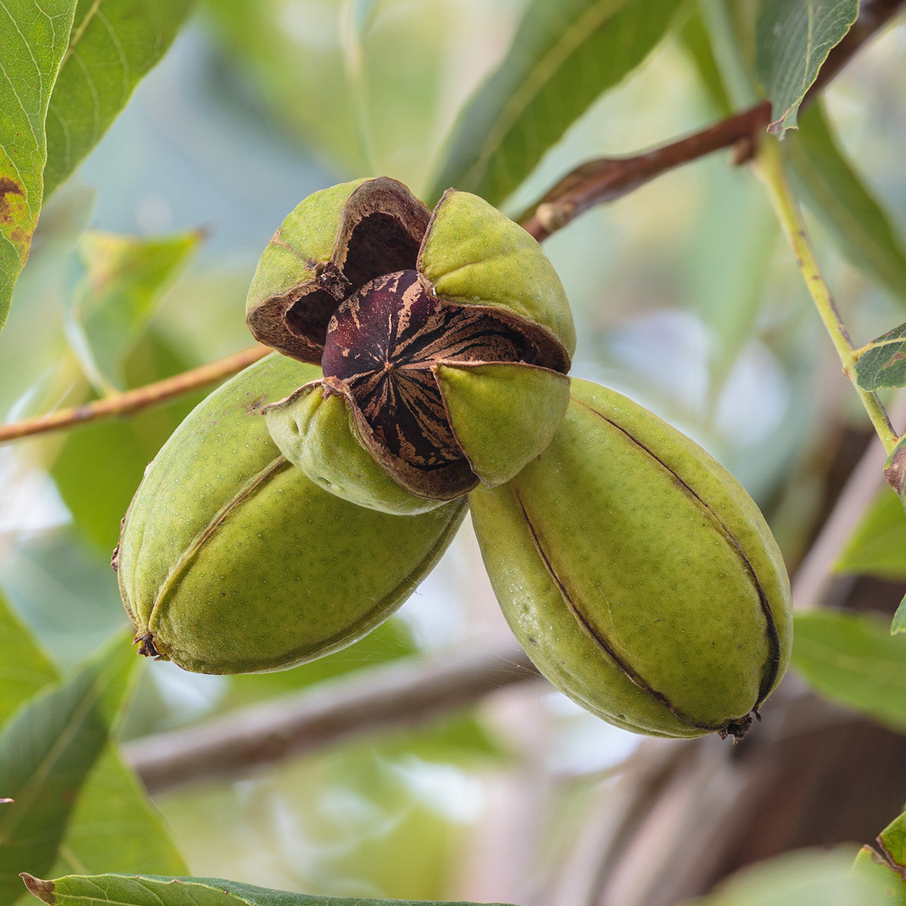 Pawnee Pecan Tree for Sale | Buy Pecan Tree Online | Perfect Plants