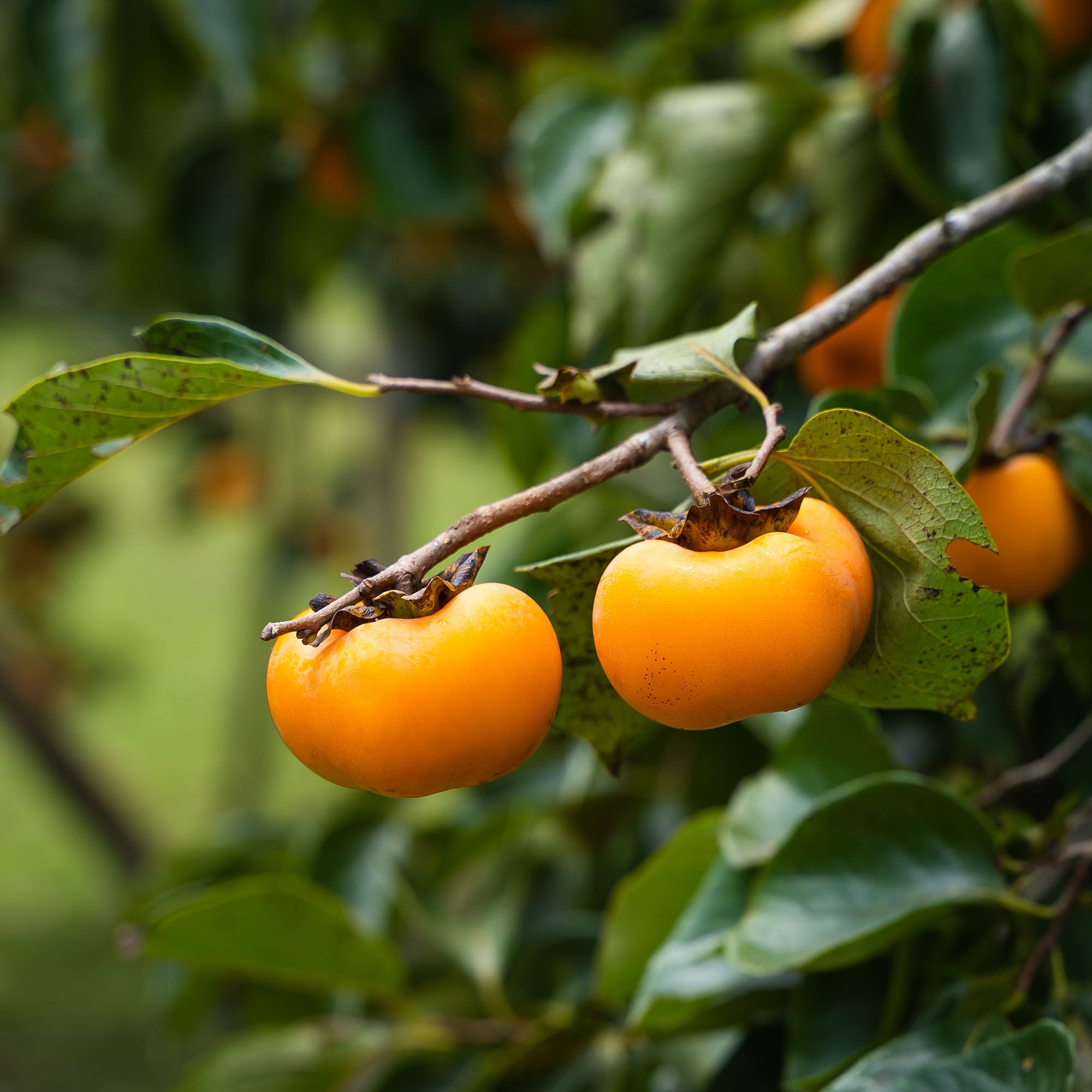 Chocolate Persimmon Tree for Sale | Buy Persimmon Trees | Perfect Plants