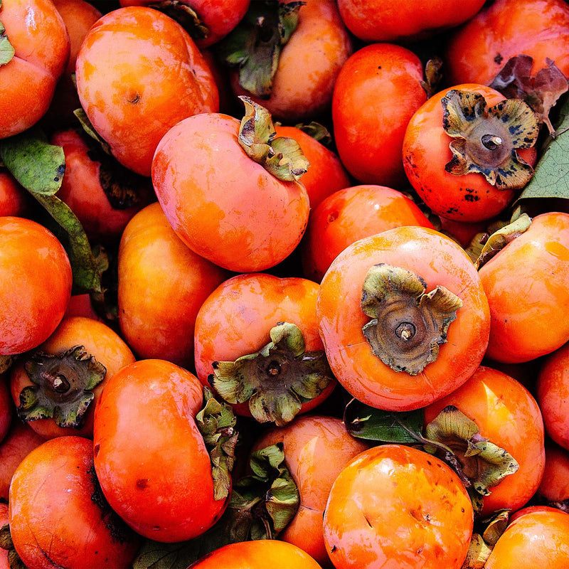 Yates American Persimmon Tree for Sale | Perfect Plants