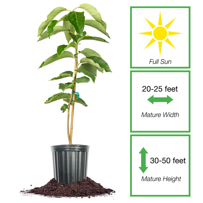 Yates American Persimmon Tree for Sale | Perfect Plants