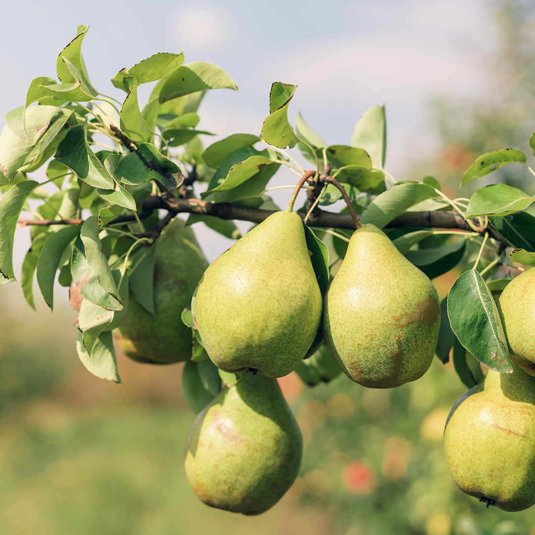 Orient Pear Pollination
