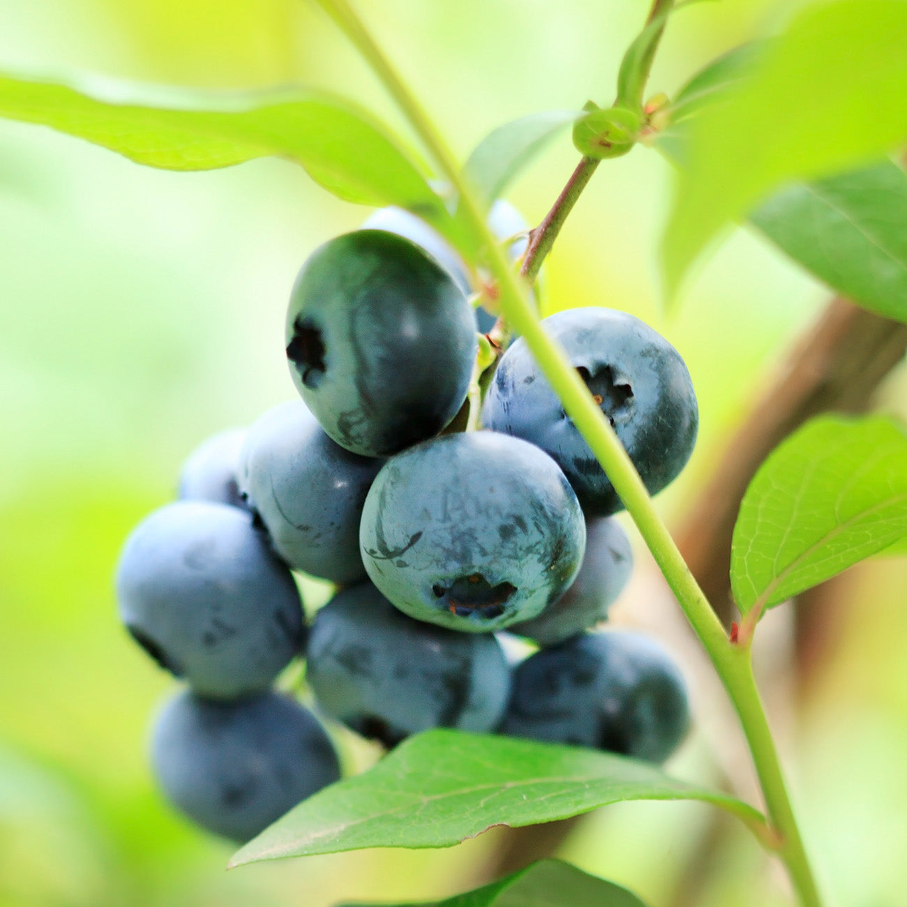 Buy Premier Blueberry Bush Online | Perfect Plants