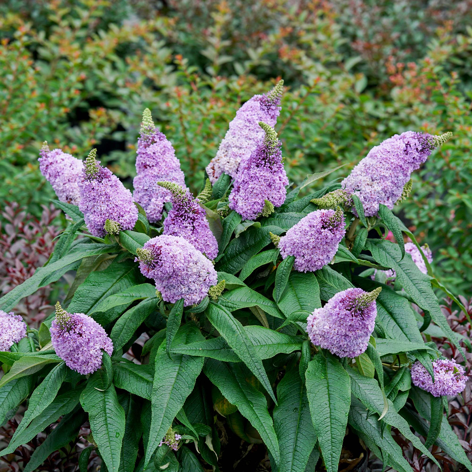 Buy Pugster Amethyst® Butterfly Bush for Sale | Perfect Plants