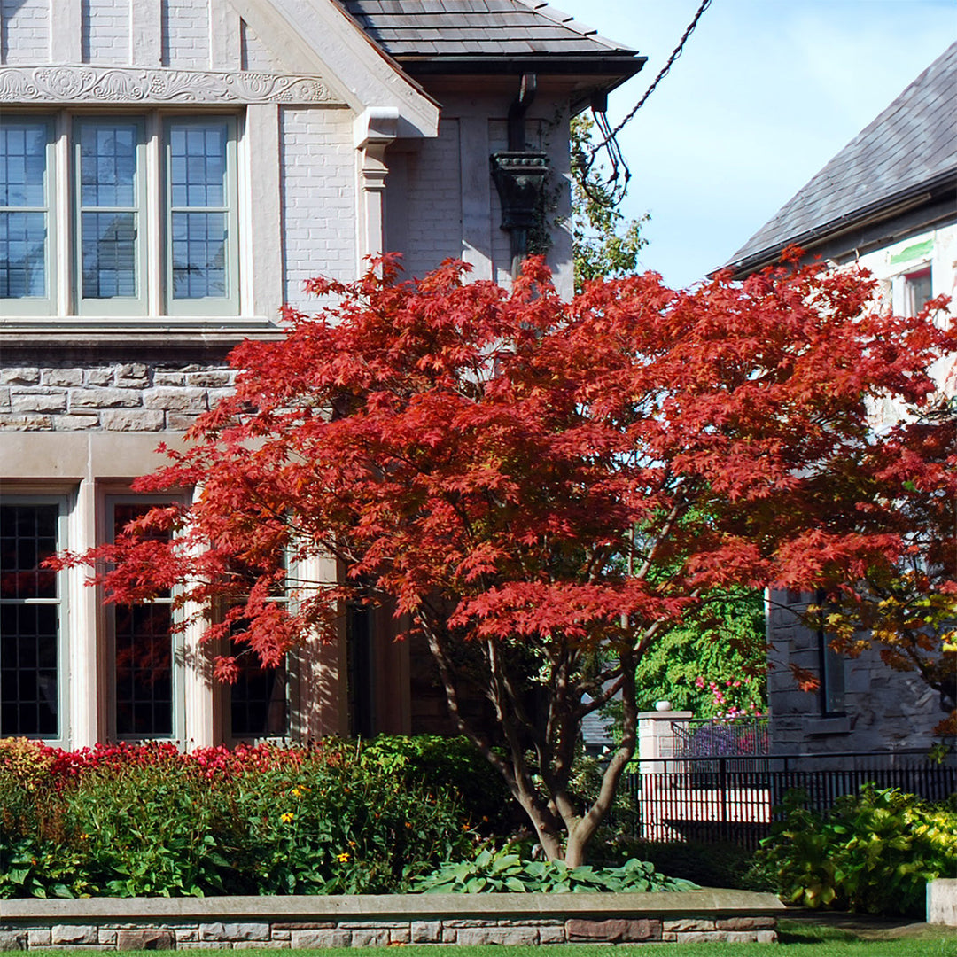 Red Japanese Maple Tree