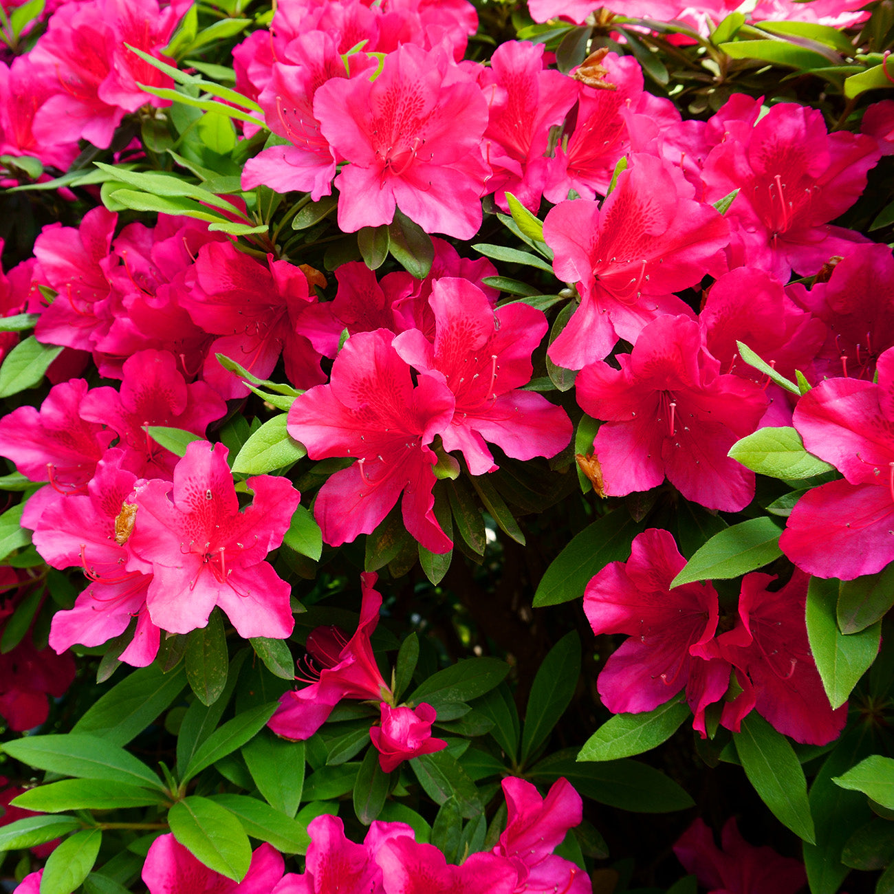 Shop Red Formosa Azalea for Sale | Early Spring Blooms | Perfect Plants