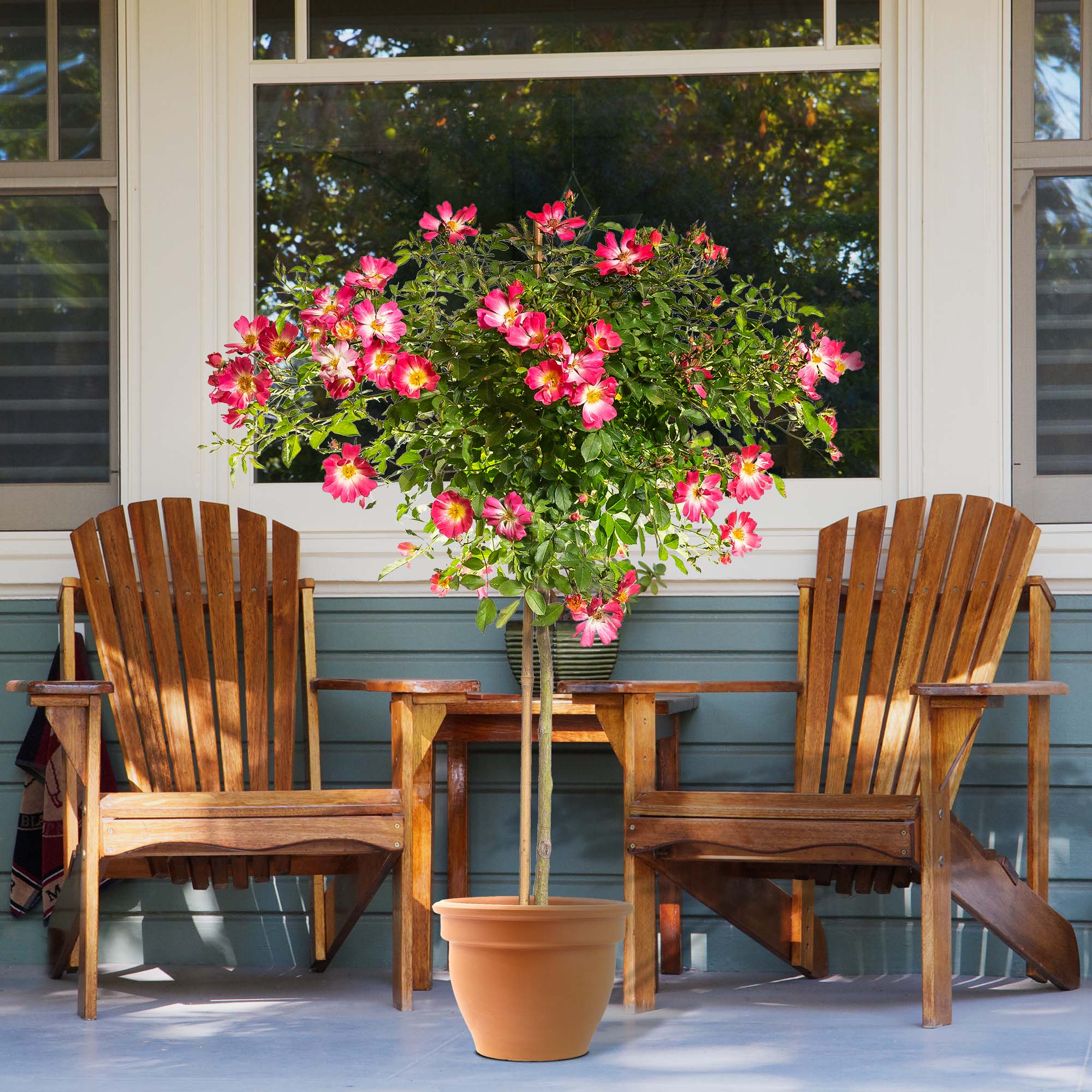 Pink Drift® Rose Tree for Sale | Buy Rose Trees | Perfect Plants