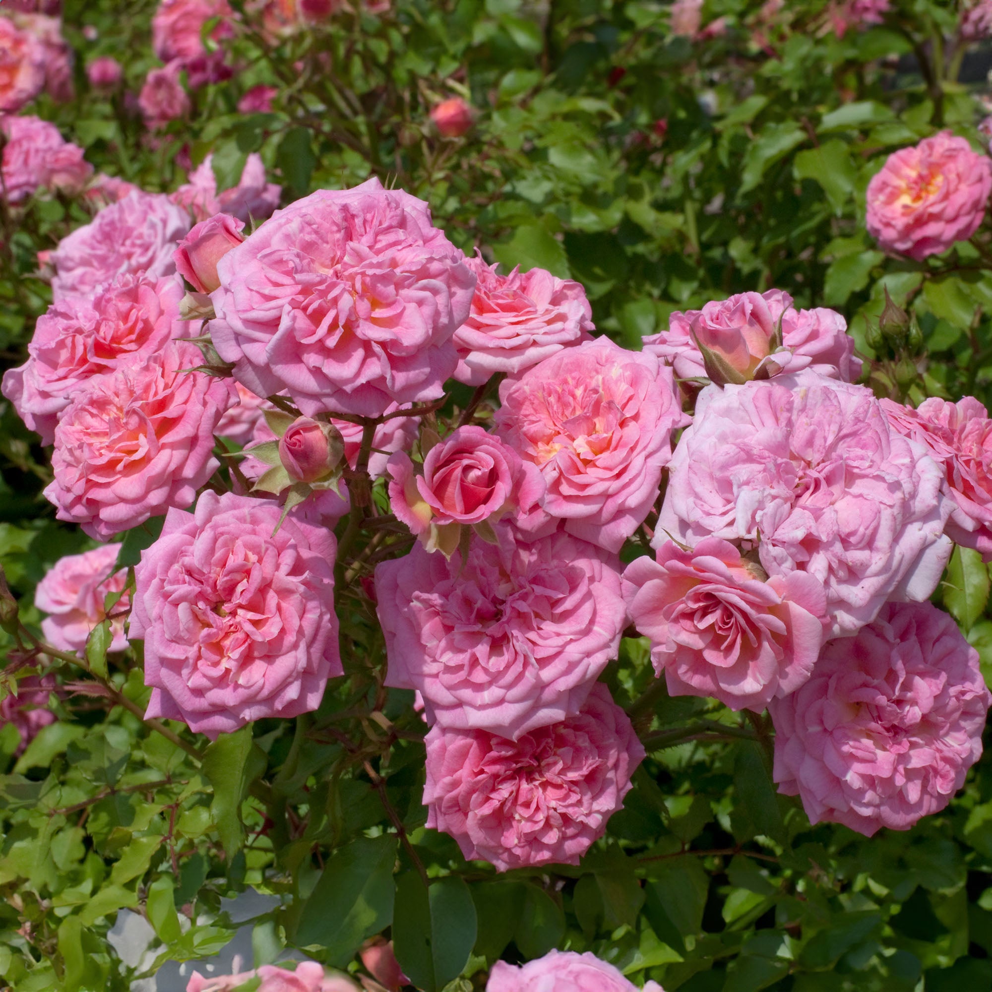 Buy Sweet Drift® Rose Trees for Sale Online | Perfect Plants