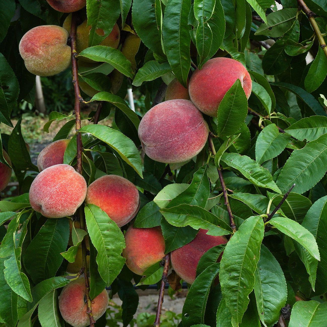 Scarlet Prince Peach Tree for Sale | Buy Fruit Trees Online | Perfect ...