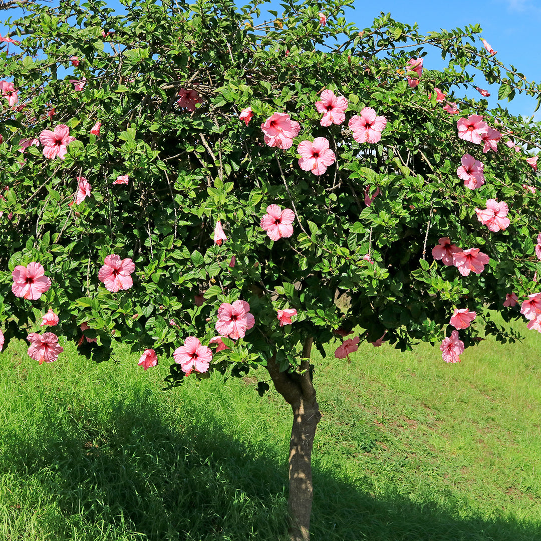 Weeping Standard Hibiscus Pink Tropical Hibiscus Trees For Sale