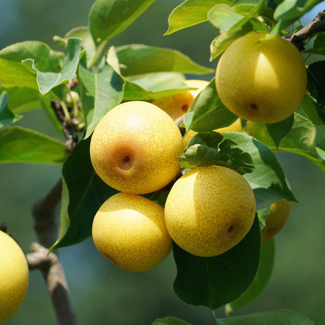 Oriental Pear Tree Ornamental Pear Tree | Oriental Pear Tree | Hello