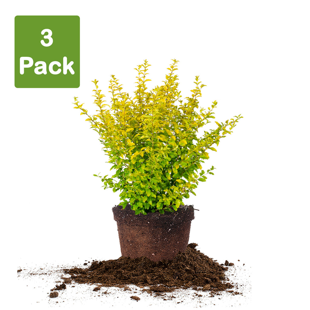 Ligustrum Sunshine Privet Sunshine (Ligustrum Sinense 'Sunshine'