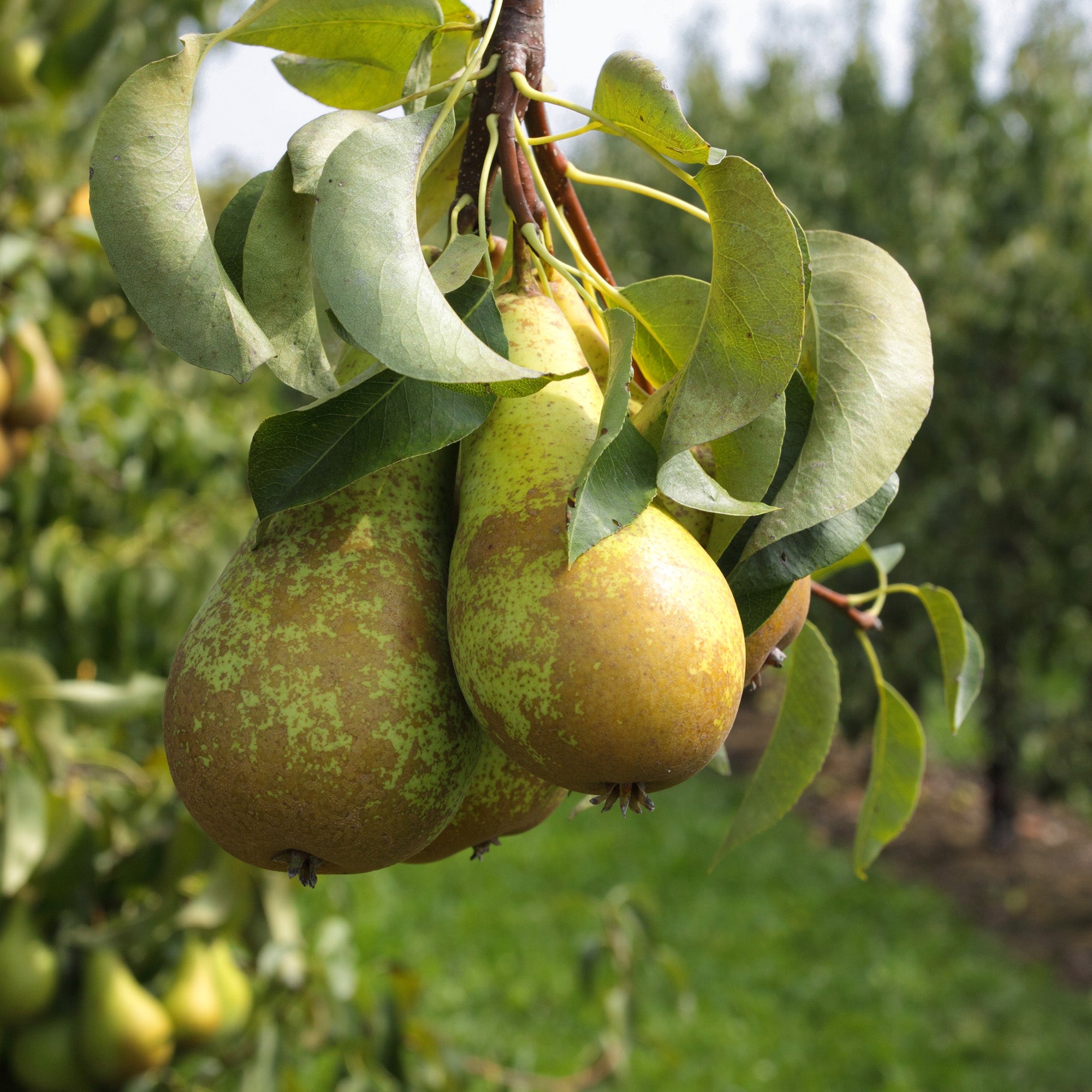 Carnes Pear Tree for Sale | Buy Fruit Tree Online | Perfect Plants