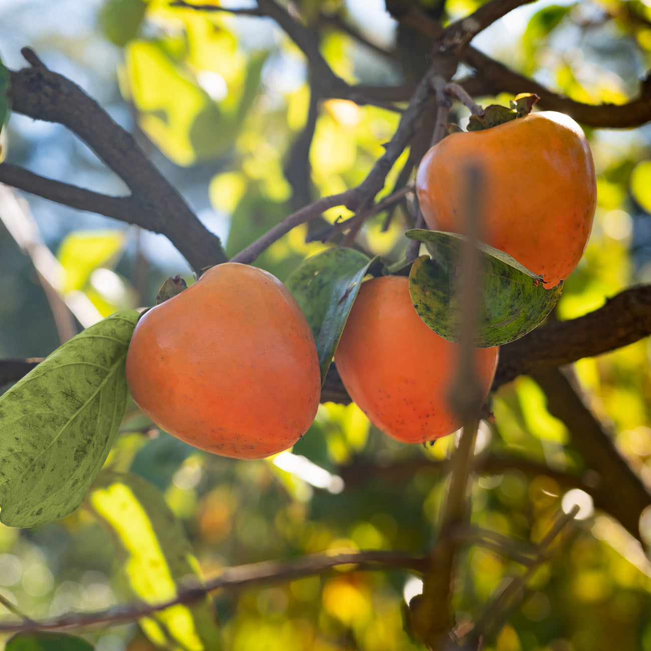 Tanenashi Persimmon Tree for Sale | Buy Persimmon Trees | Perfect Plants