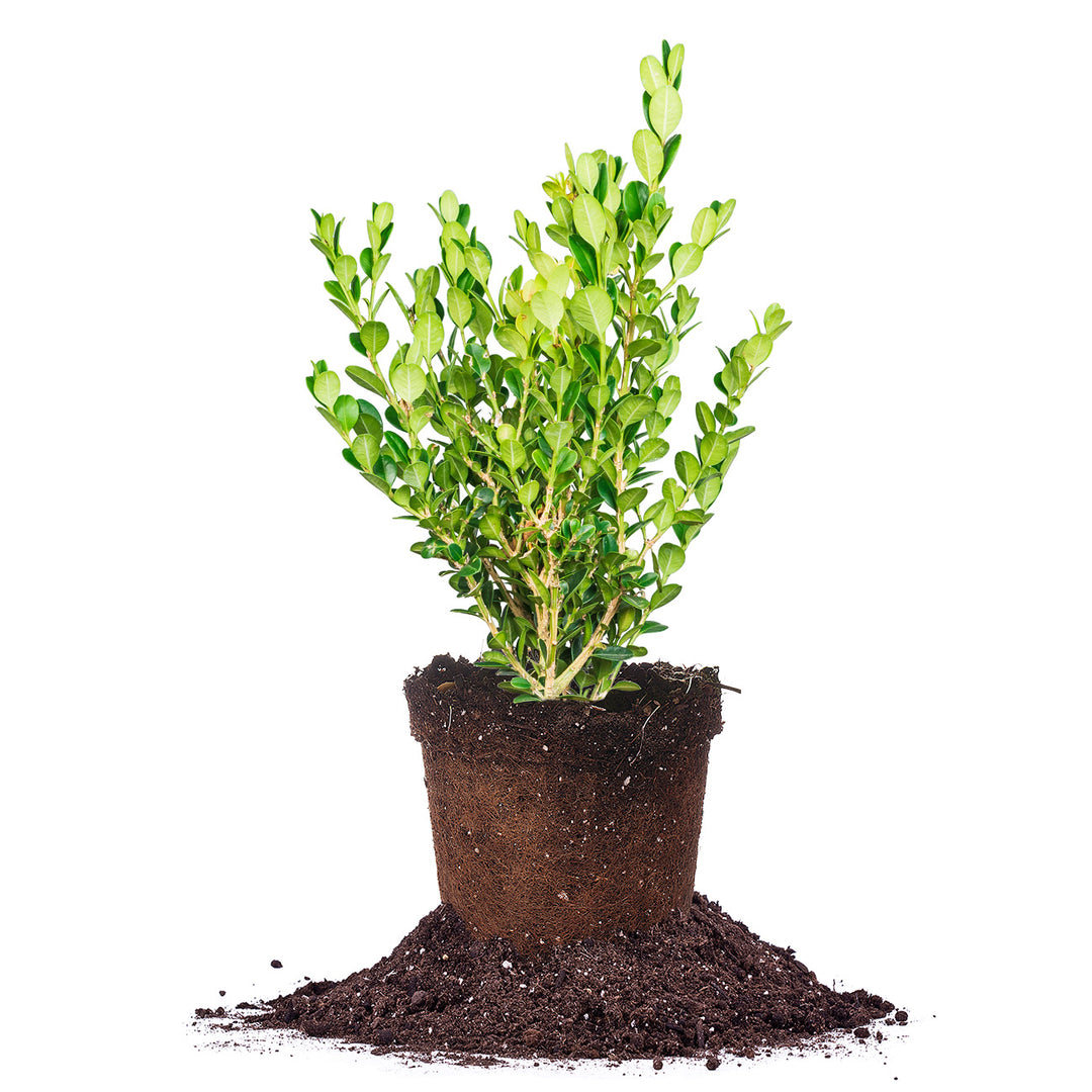 Plant Winter Gem Boxwood Shrubs Winter Gem Boxwood