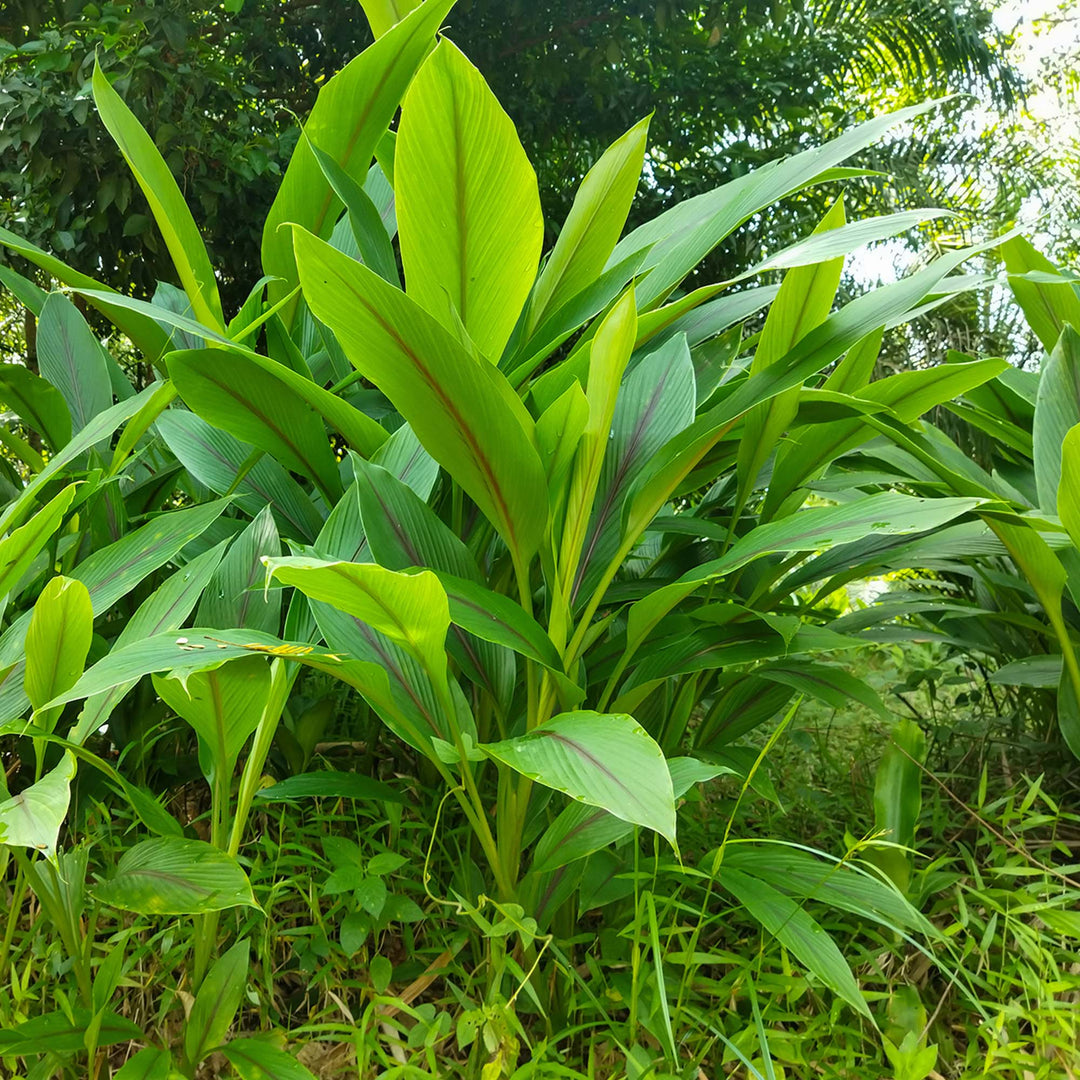 Turmeric Tree Tips For Growing Turmeric In Your Backyard Garden | Lazy