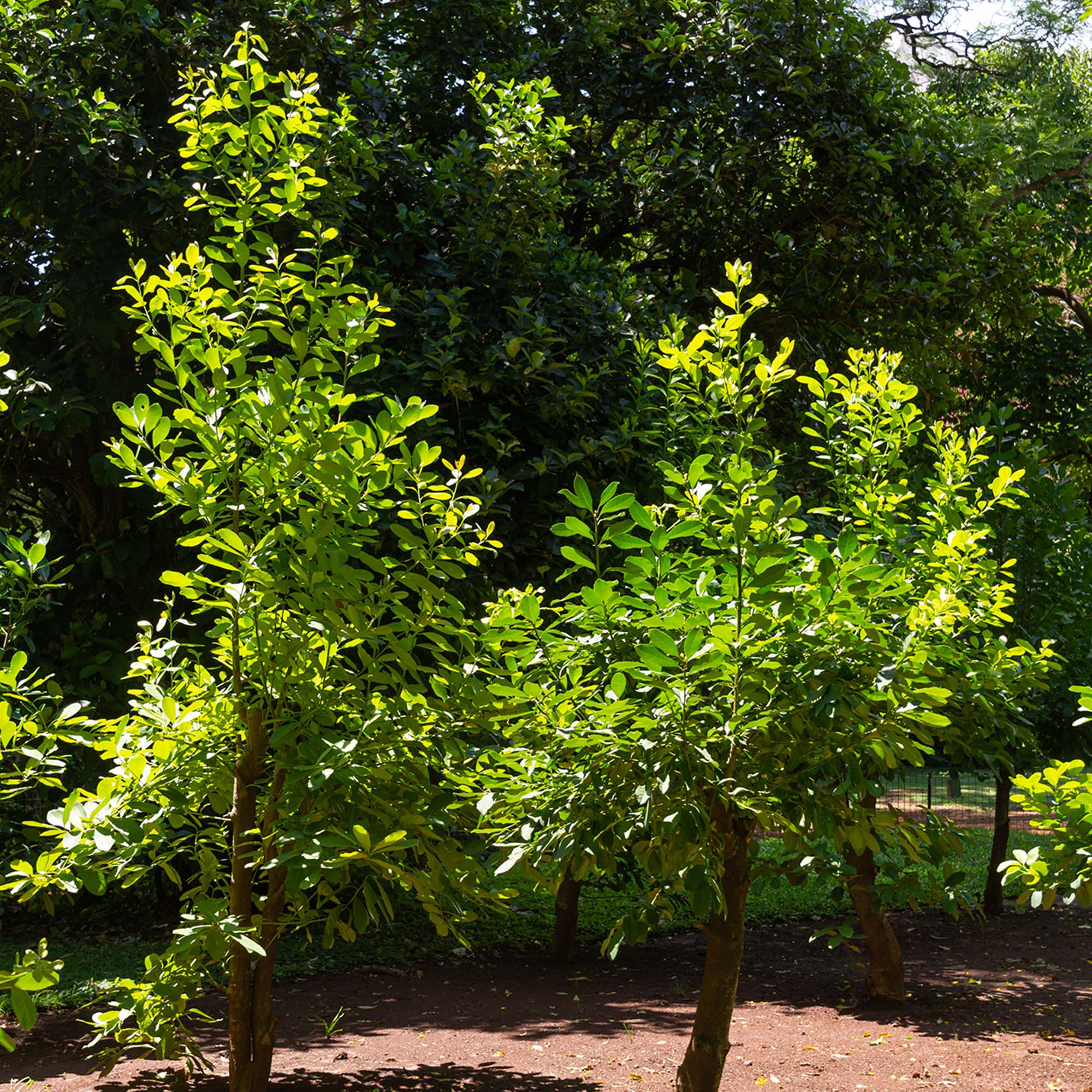 Buy Yerba Mate Plants for Sale | Caffeinated Tea | Perfect Plants