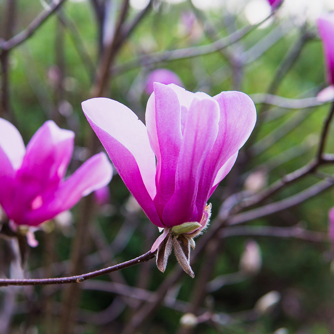 Magnolia Ann Dwarf Princess