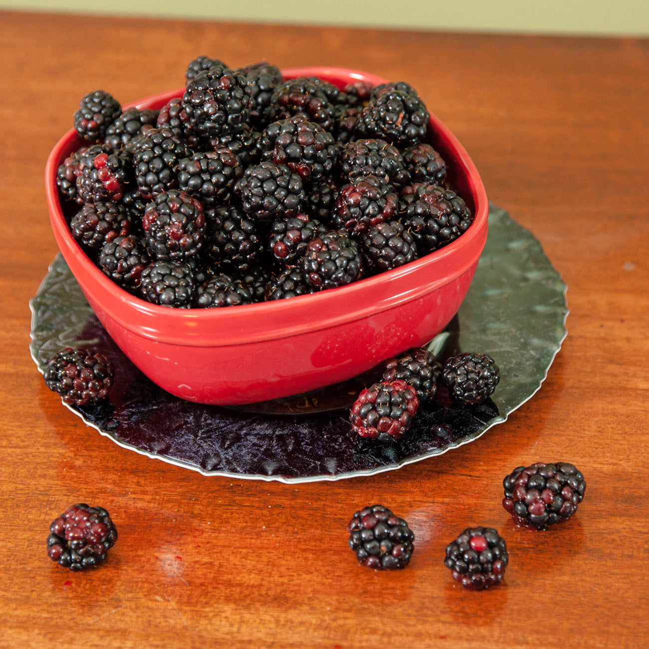 Arapaho Blackberry Bush | Thornless Blackberry Plants for Sale ...