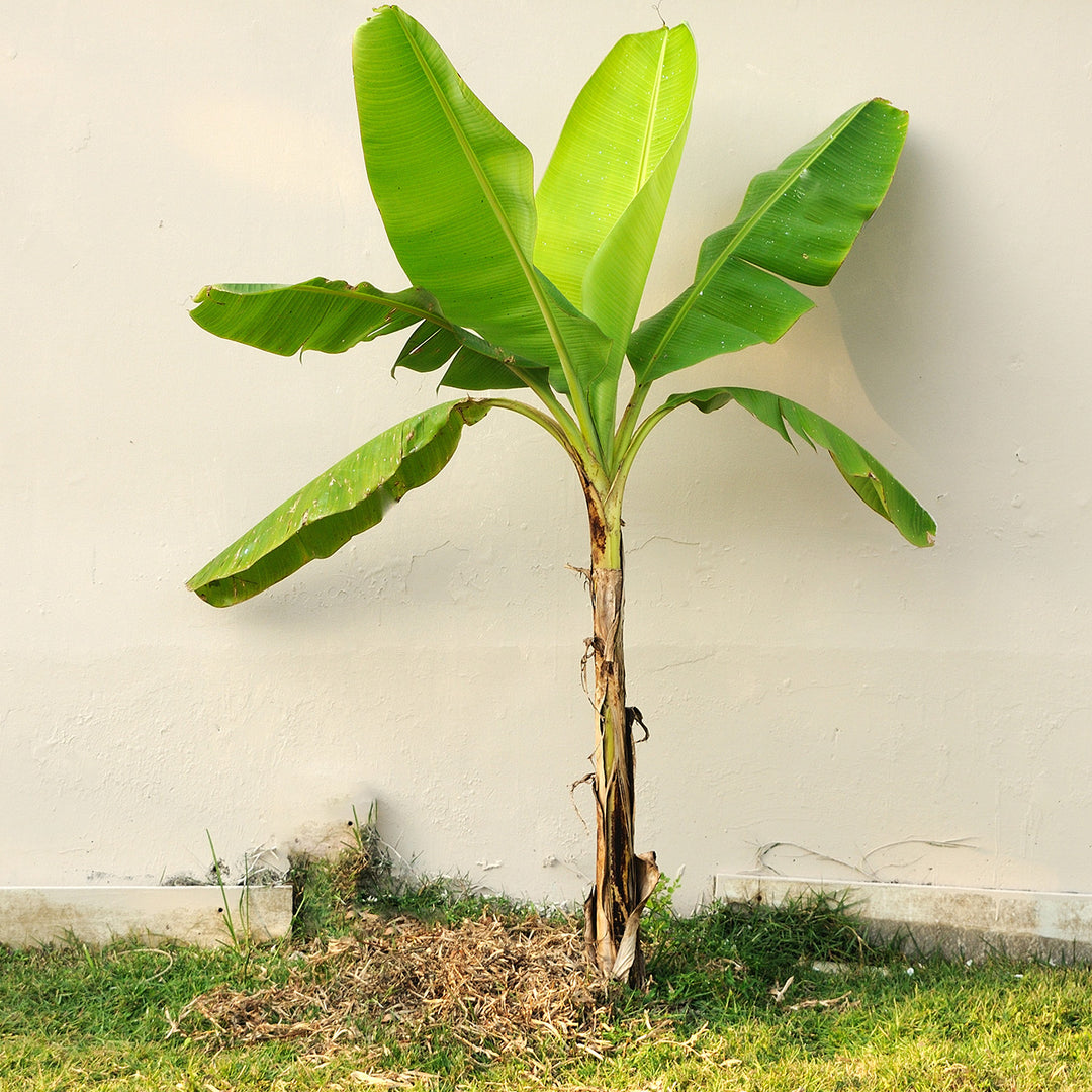 Dwarf Banana Tree Plant Dwarf Cavendish Banana Tree – Compact,