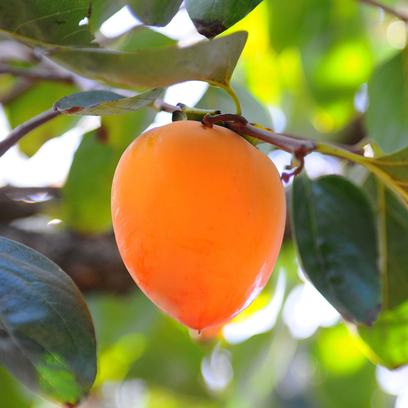 Chocolate Persimmon Tree for Sale | Buy Persimmon Trees | Perfect Plants