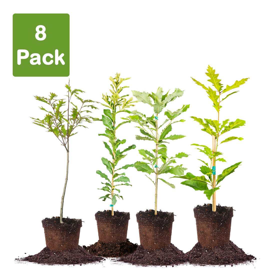 Oak Tree Types For Deer How To Grow And Care For Oak Trees