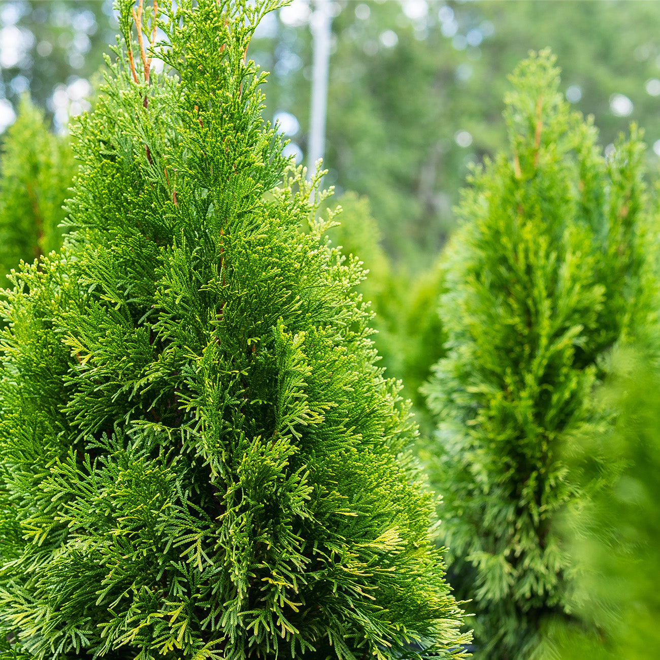 Unveiling the Arborvitaes: Thuja Green Giant vs. Emerald Green ...