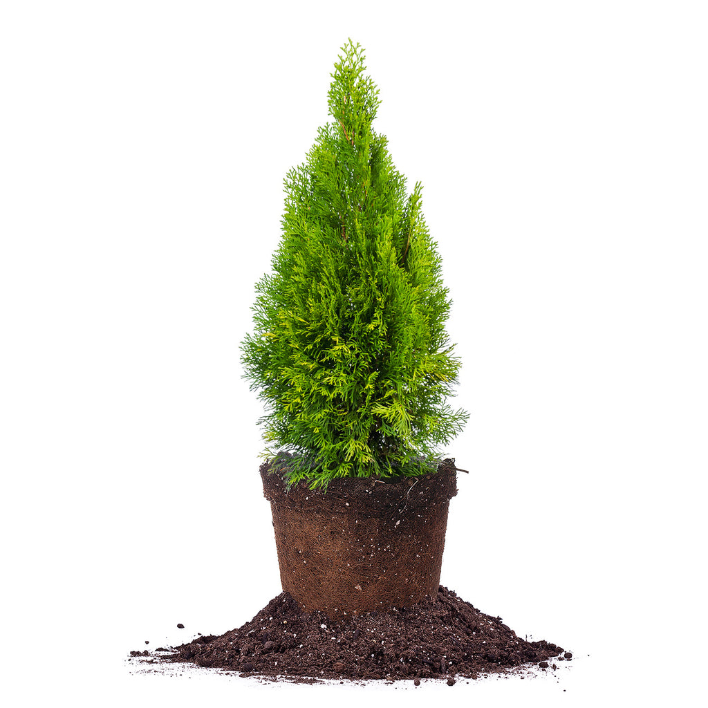 Unveiling the Arborvitaes: Thuja Green Giant vs. Emerald Green ...