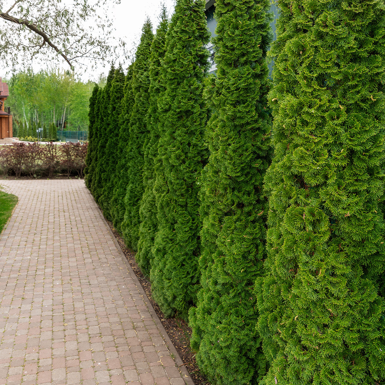Unveiling the Arborvitaes: Thuja Green Giant vs. Emerald Green ...