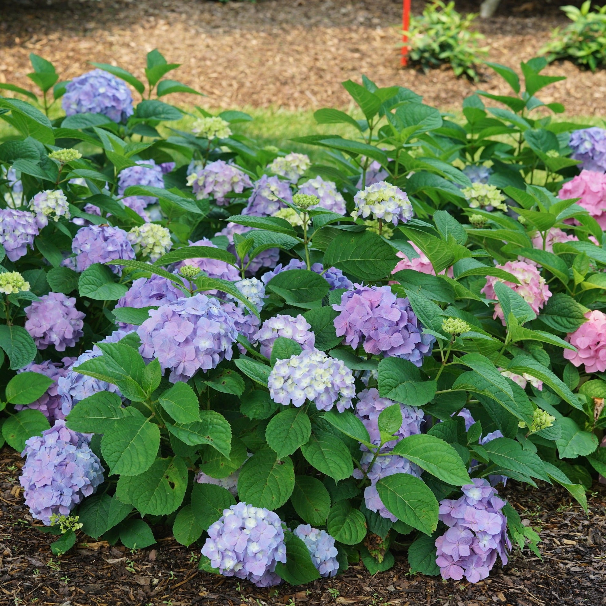 Buy Let’s Dance® Sky View® Hydrangea for Sale | Perfect Plants