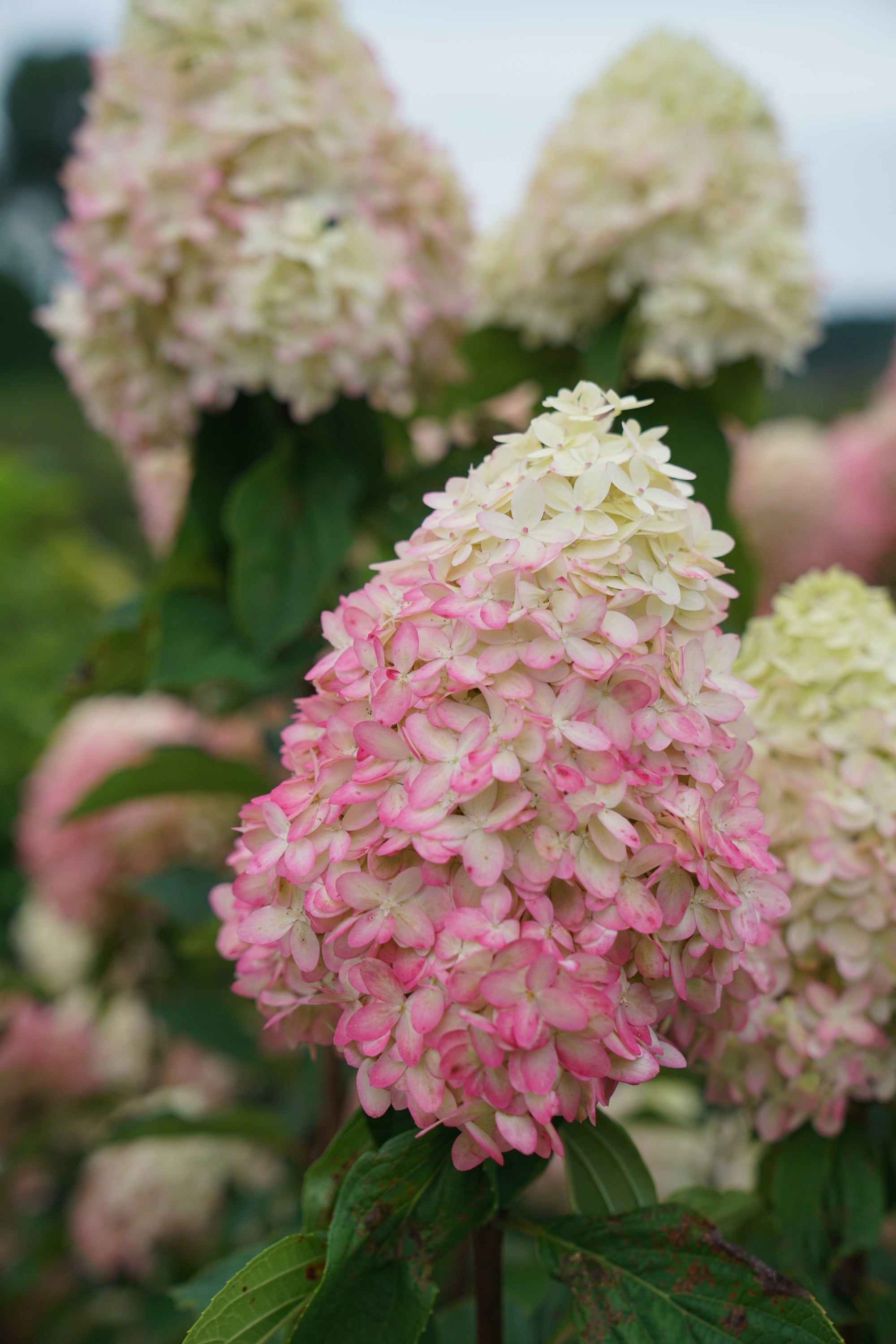 Buy Limelight Prime® Hydrangea Trees for Sale | Perfect Plants
