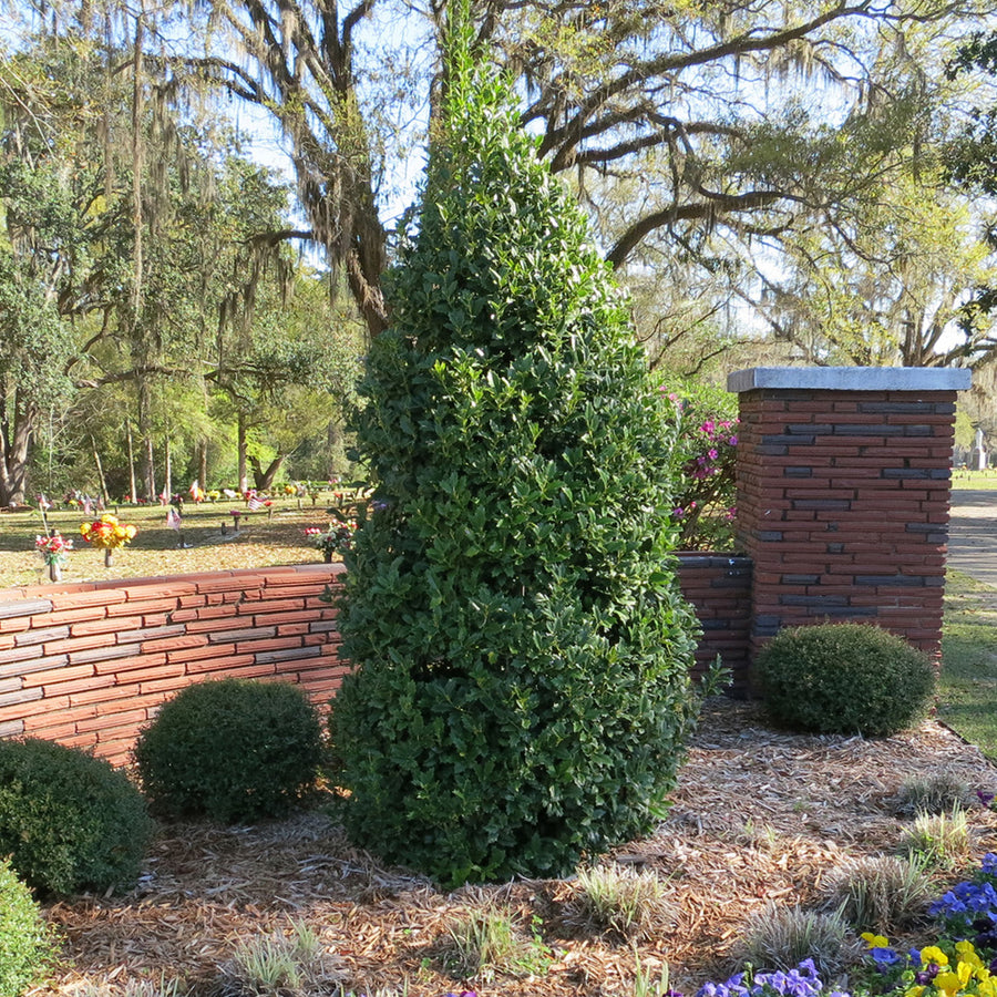 Types Of Holly Bushes Trees