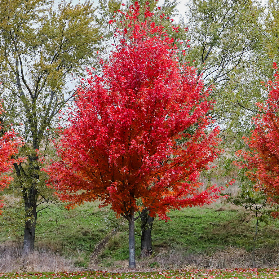 Best Maple Tree For Shade Types Of Maple Trees For Your Home | Buy