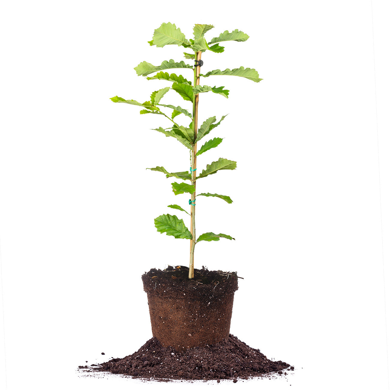 Shop Swamp Chestnut Oak Tree for Sale | Perfect Plants