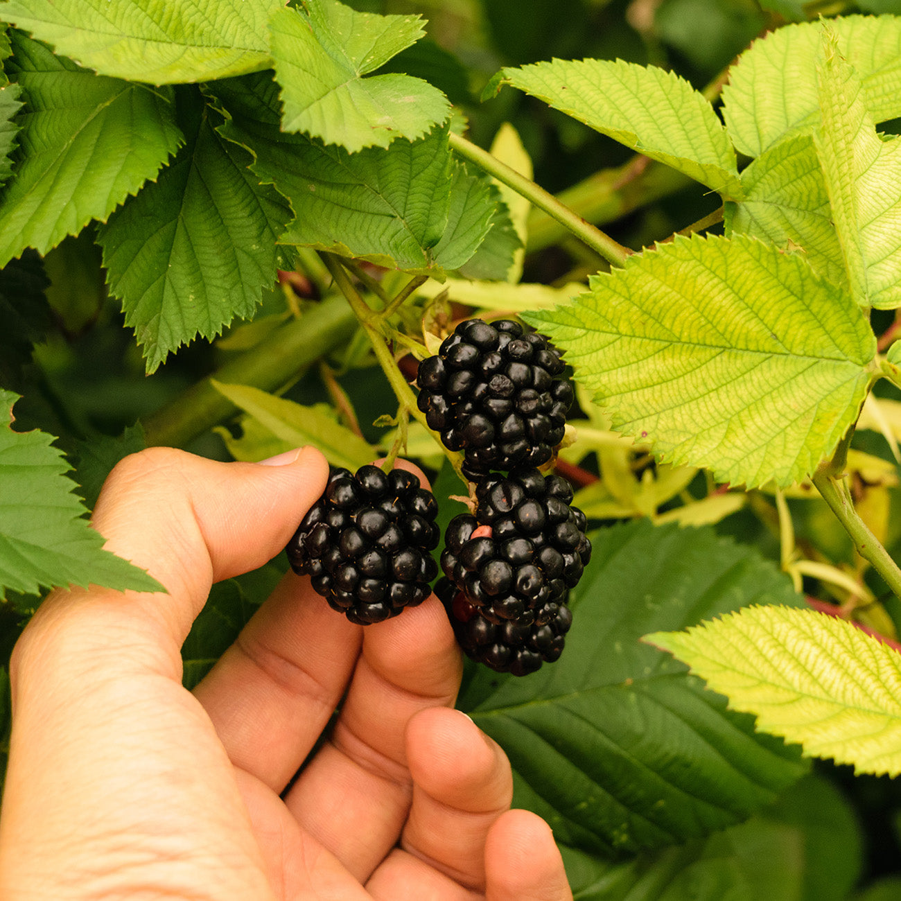 Triple Crown Blackberry Bush | Perfect Plants