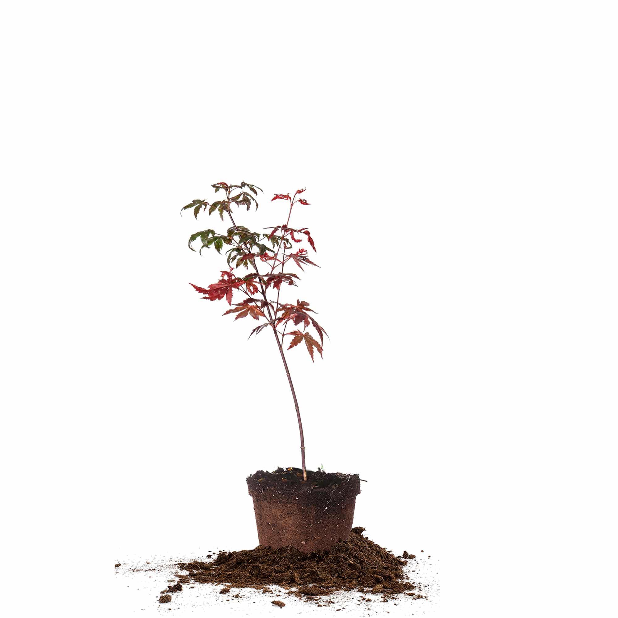 Semi Dwarf Japanese Maple for Sale | Buy Japanese Maple Trees | Perfect ...