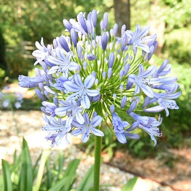 Buy Blue Agapanthus Shrub | Blue Flowers in Spring | Perfect Plants