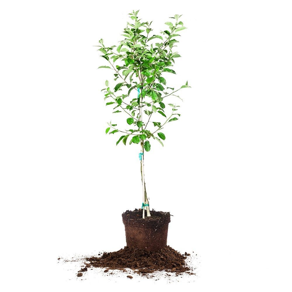 Buy Anna Apple Tree for Sale | Buy Fruit Trees Online | Perfect Plants