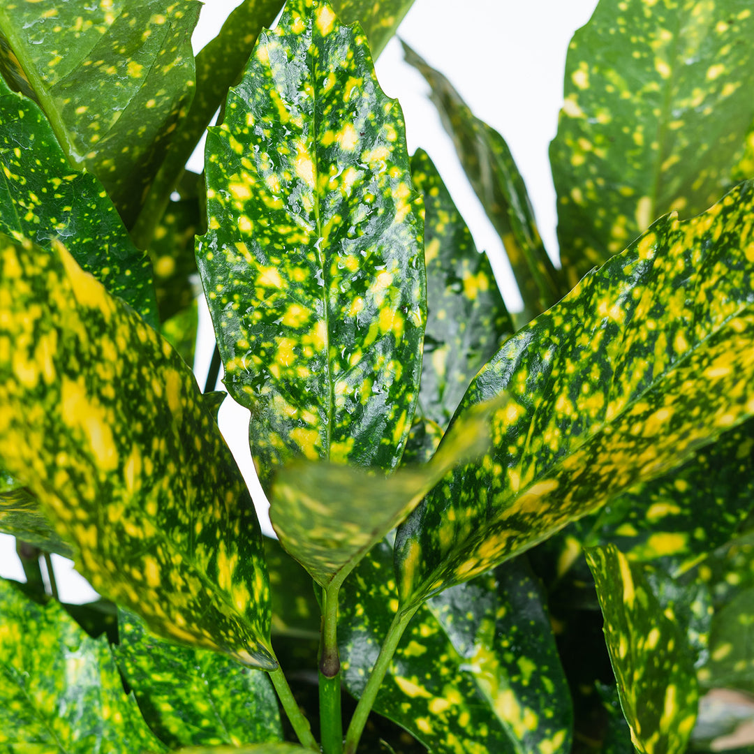 Gold Dust Plant Care Warners Nurseries | Aucuba Japonica 'Variegata'