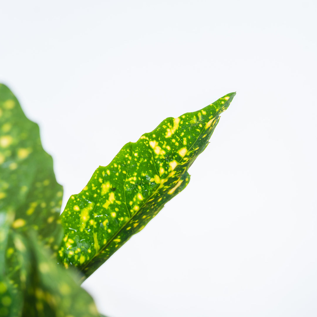 Gold Dust Plant Care Warners Nurseries | Aucuba Japonica 'Variegata'
