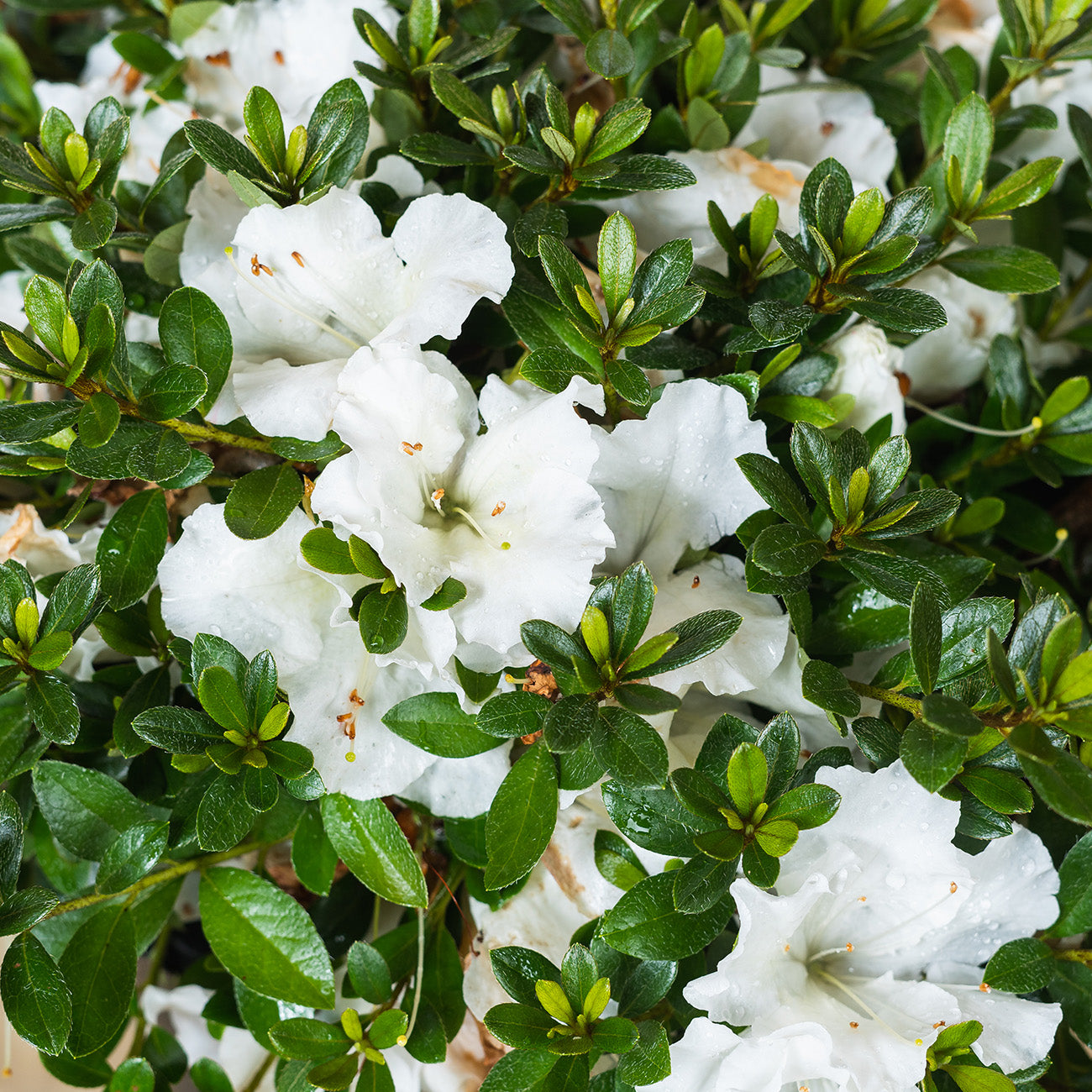 Buy Gumpo White Azalea for Sale | Dwarf Azaleas | Perfect Plants