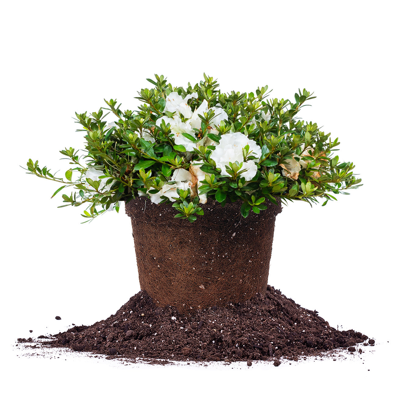Gumpo White Azalea for Sale | Buy Dwarf Azaleas | Perfect Plants