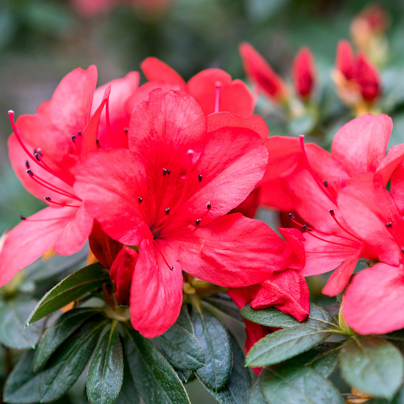 Shop Stewartstonian Azalea for Sale | Buy Azalea Online | Perfect Plants